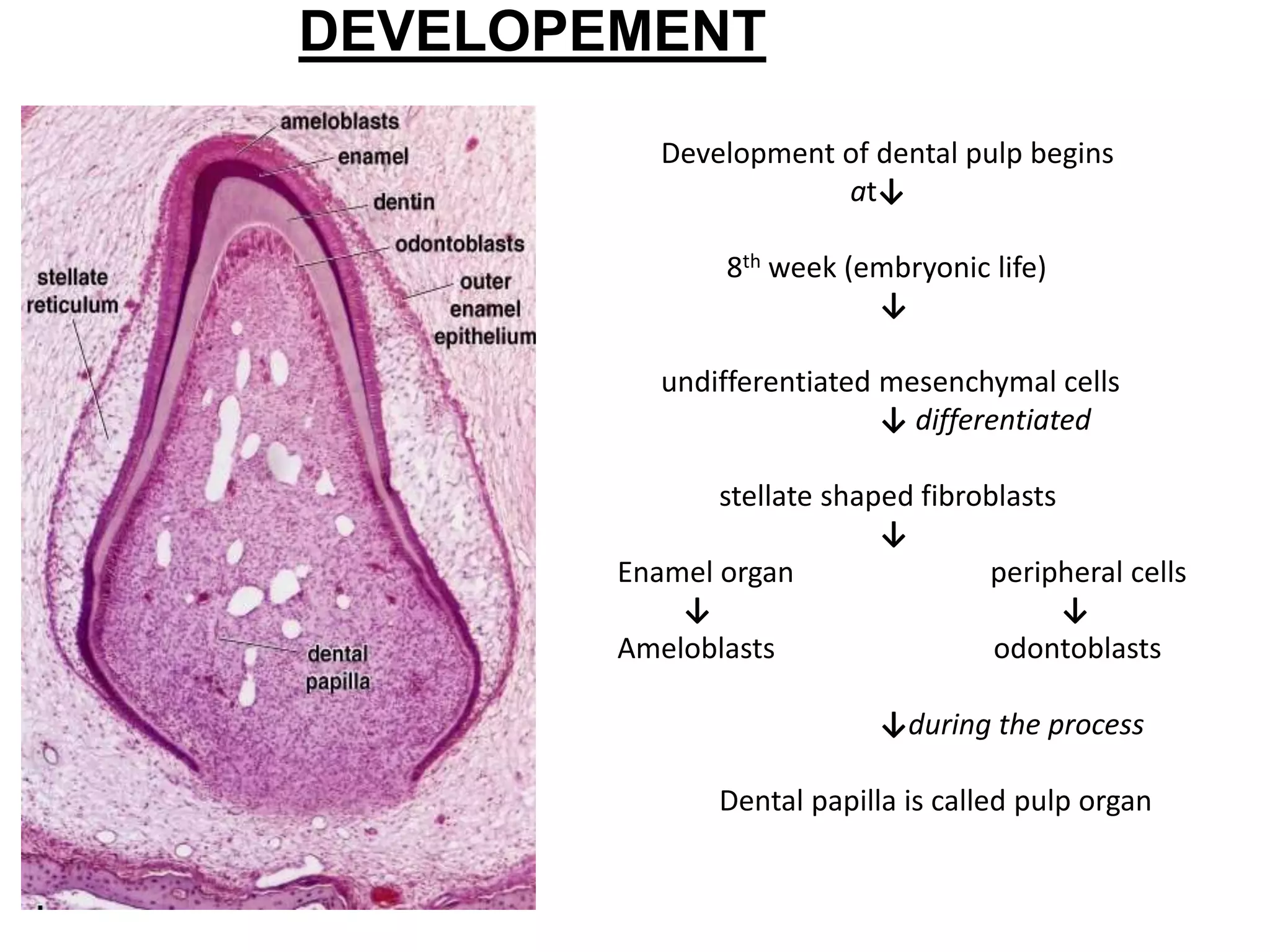 Pulp and cementum | PPTX
