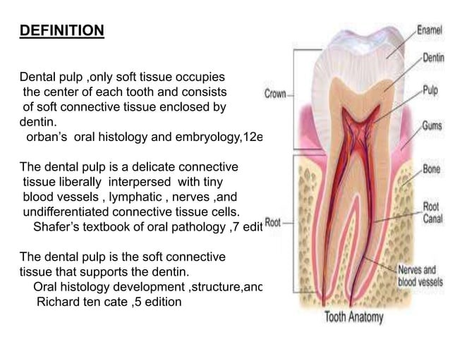 Pulp and cementum | PPTX | Dental Health | Diseases and Conditions