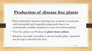 Seminar Sarah 51 Slide Producing disease free plants in vitro means ...