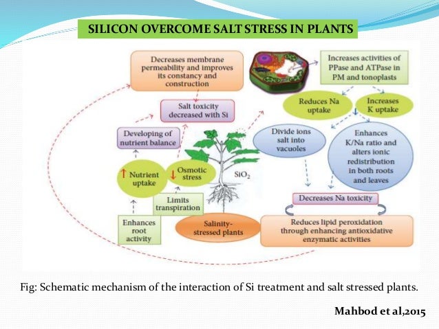 Role of Silicon in Alleviating Biotic and Abiotic Stresses in Plants