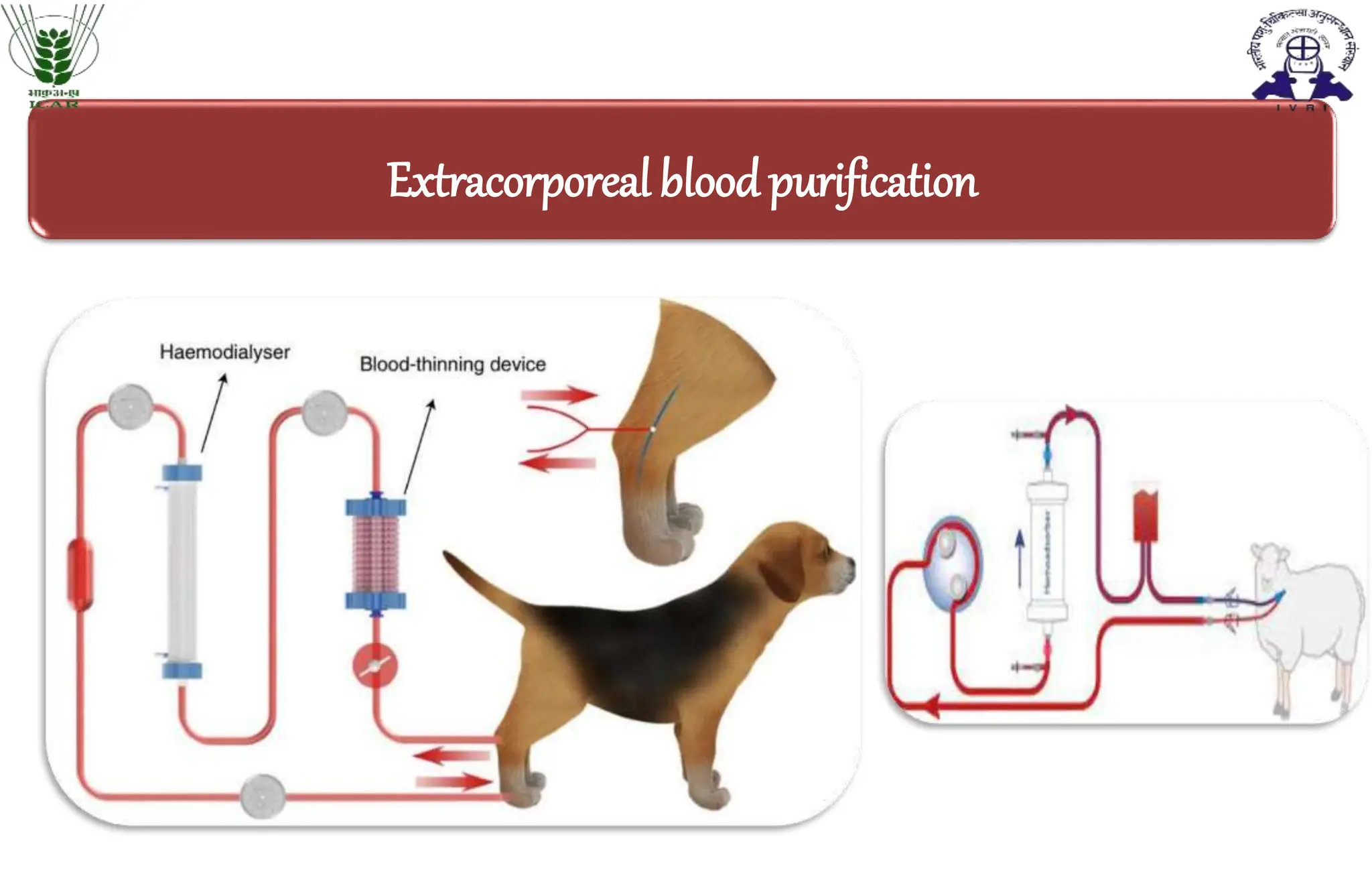 Extracorporeal blood purification in dogs | PPTX