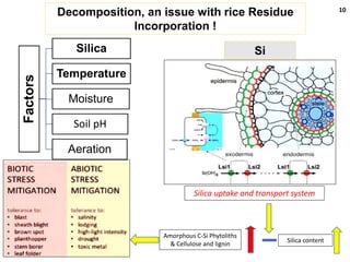 Emerging Technologies for Rice Residue Management in Rice-Wheat ...