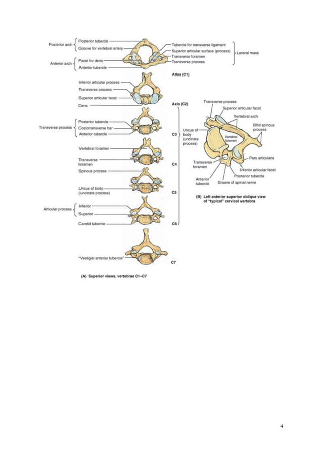 Seminarski vratna-kicma | DOCX
