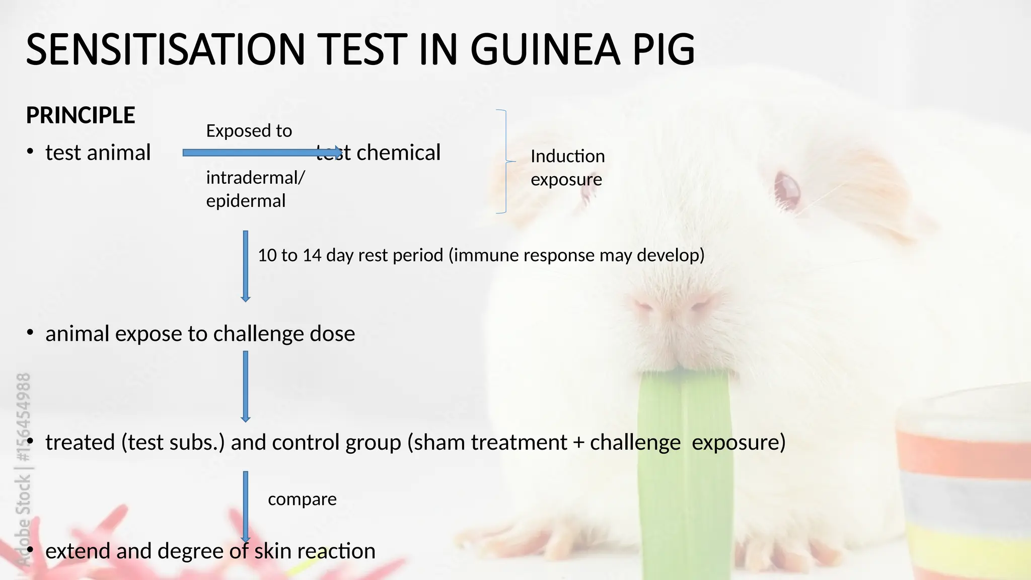 Skin Sensitisation Testing on Guinea Pig (OECD Guideline 406).pptx