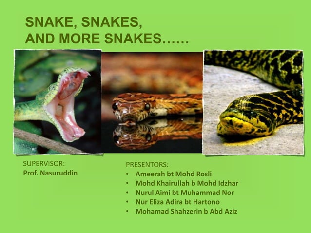 Seminar snake, snakes and more snakes