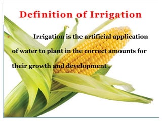 Irrigation scheduling in Maize by Anurag Prajapati | PPTX