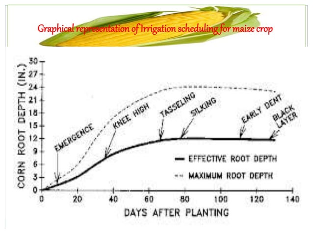 Irrigation Scheduling In Maize By Anurag Prajapati Pptx
