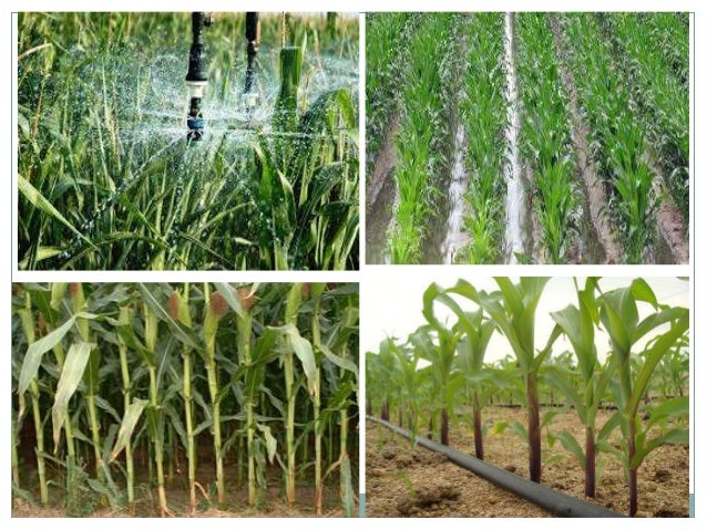 Irrigation Scheduling In Maize By Anurag Prajapati