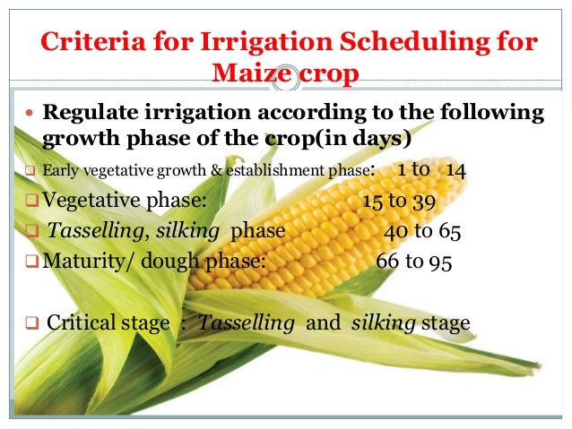 Irrigation Scheduling In Maize By Anurag Prajapati