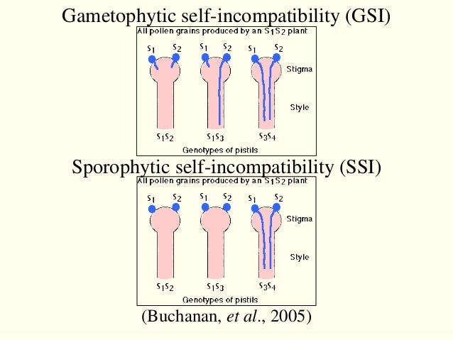 Molecular basis of self-incompatibility