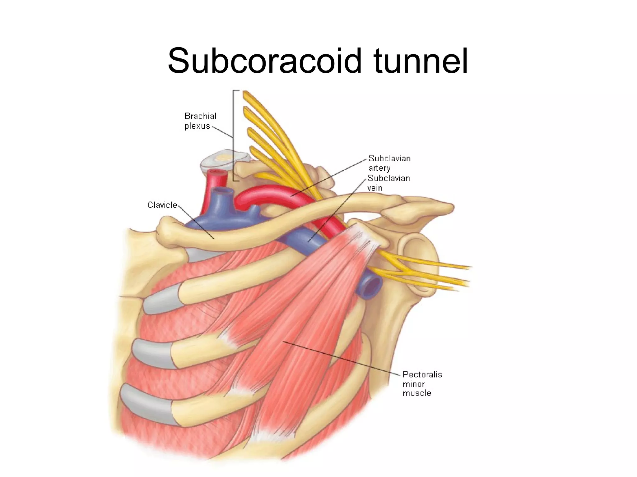 Seminar tos THORACIC OUTLET SYNDROME | PPT