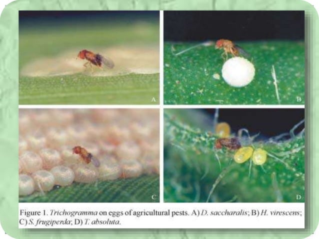 Seminar Trichogramma :a living insecticide? | PPTX