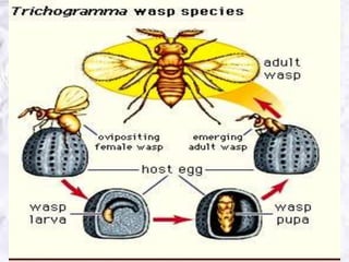Trichogramma Chilonis Life Cycle