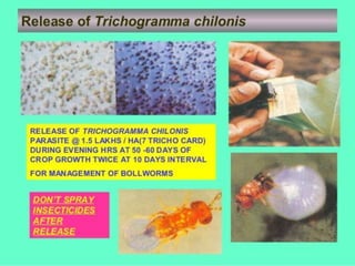 Trichogramma Chilonis Life Cycle