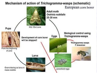 Trichogramma Chilonis Life Cycle