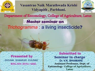 Trichogramma Chilonis Life Cycle