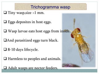 Trichogramma Chilonis Life Cycle