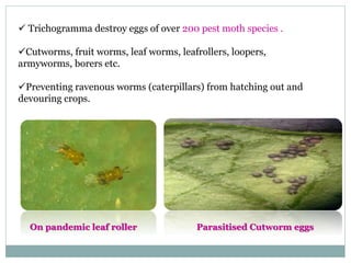 Trichogramma Chilonis Life Cycle