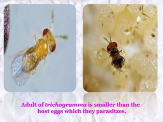 Trichogramma Chilonis Life Cycle