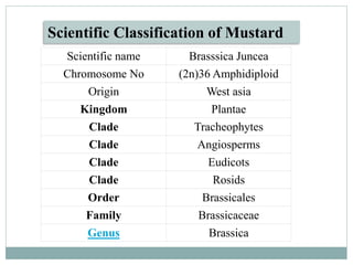 mustard description, its floral biology,gy | PPTX