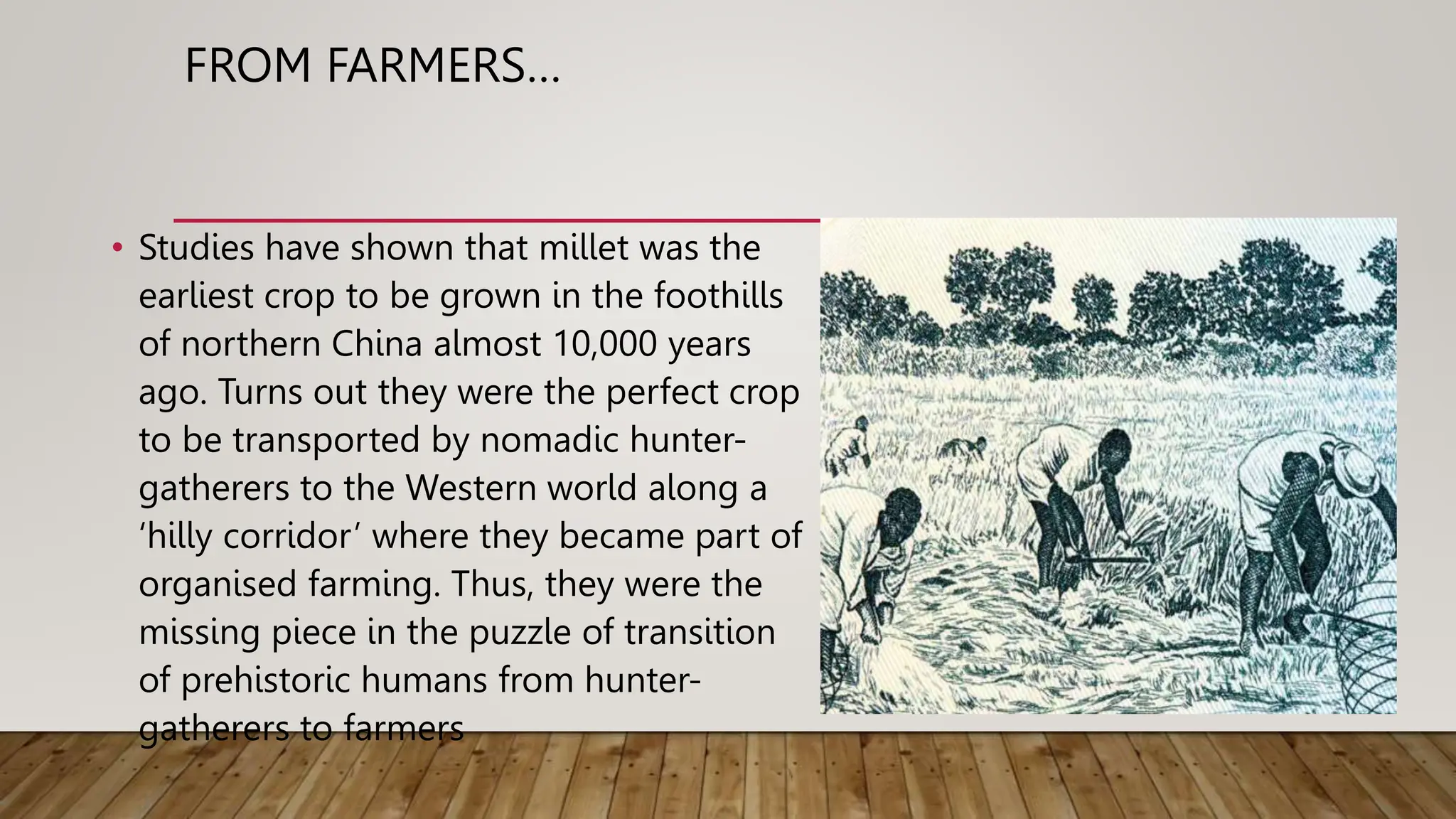 Millets , entire pptx about millets effeciently | PPTX