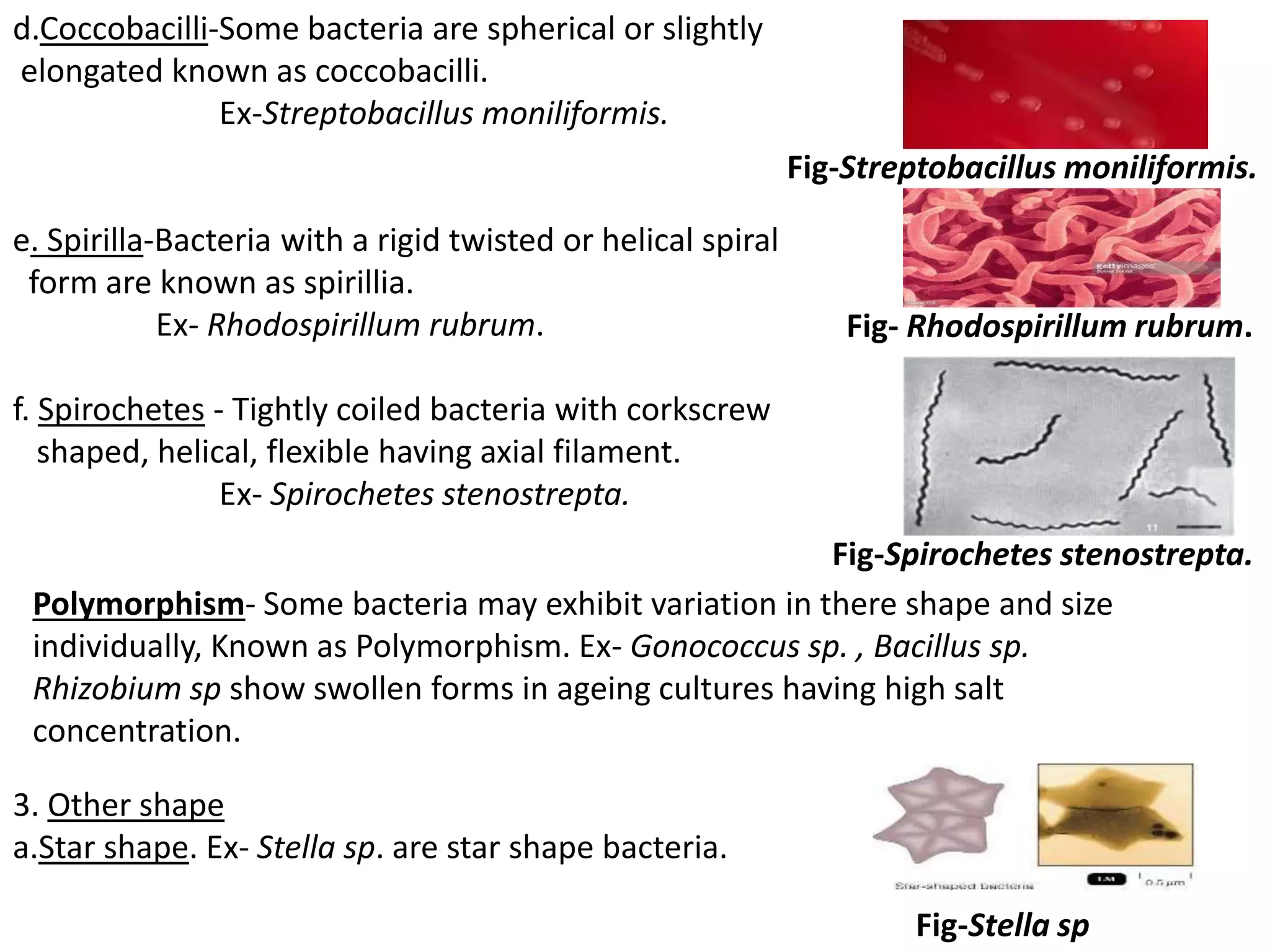 Cell Size, Shape And Arrangement | PPTX
