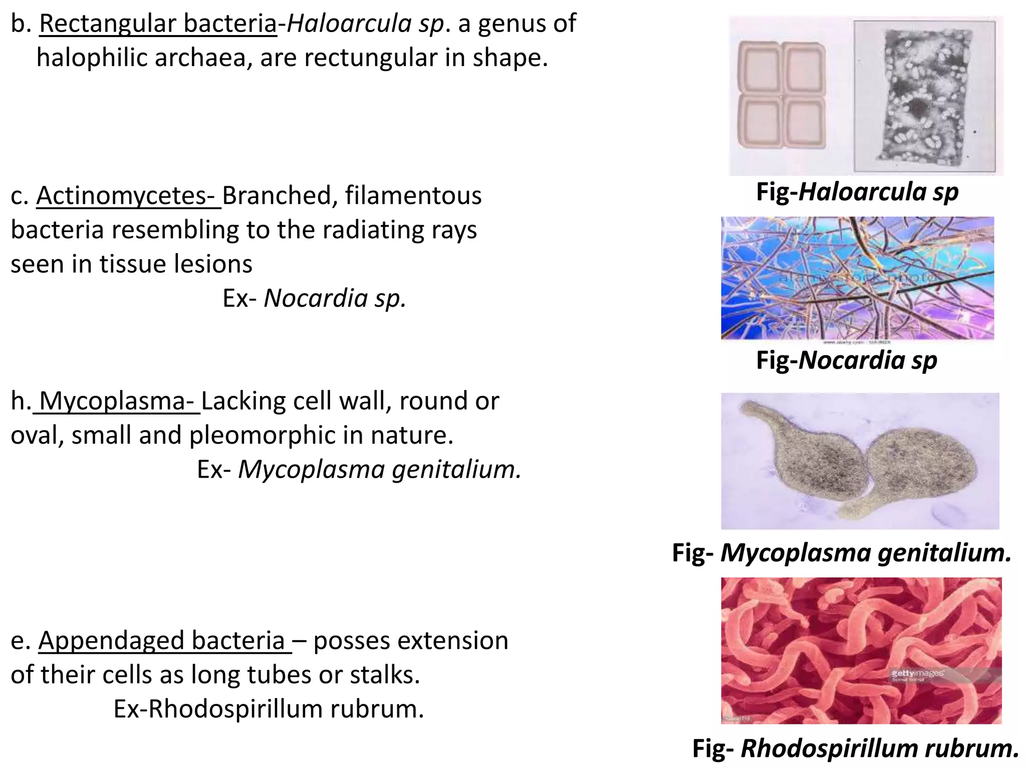Cell Size, Shape And Arrangement | PPTX