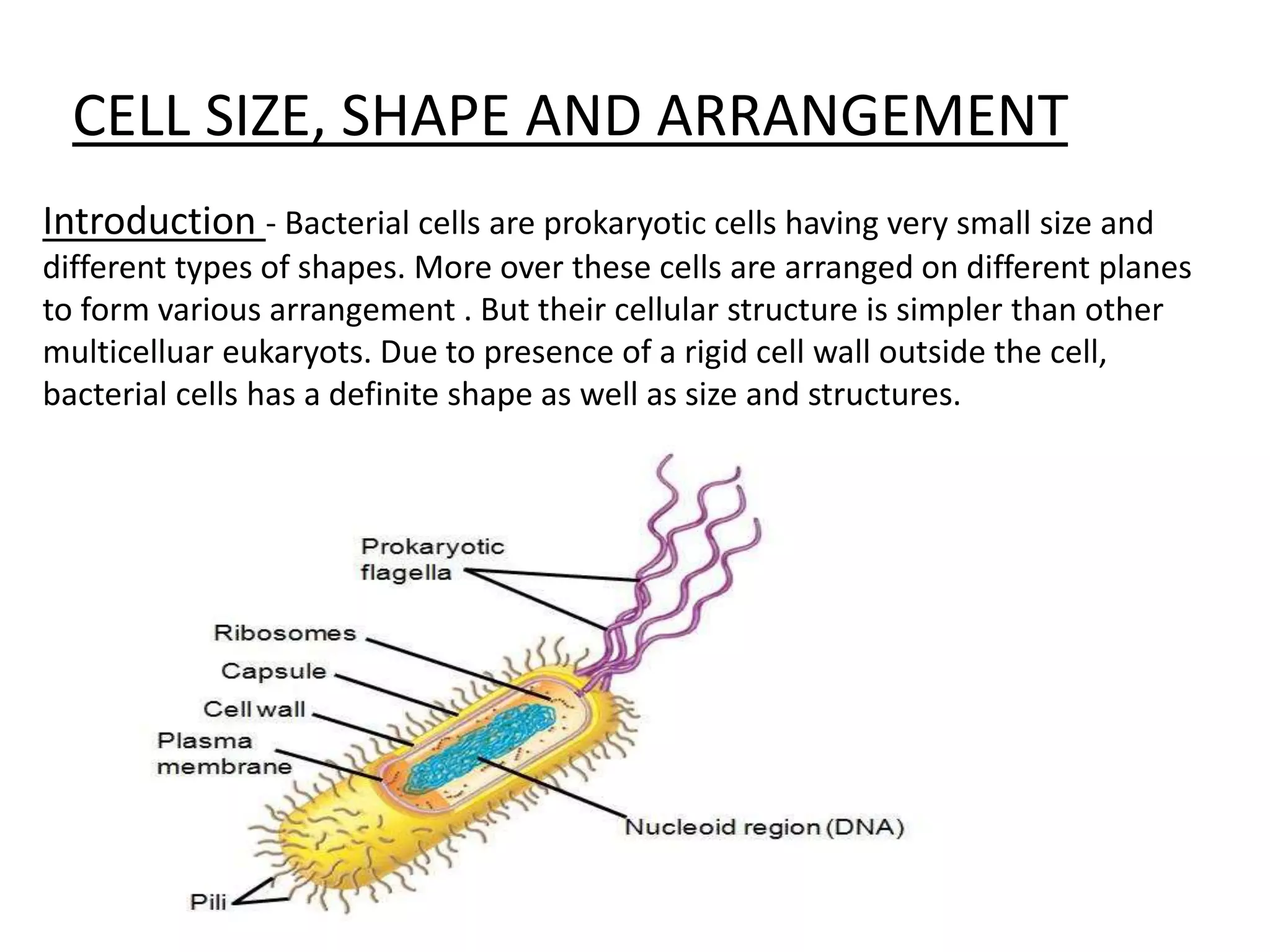 Cell Size, Shape And Arrangement | PPTX