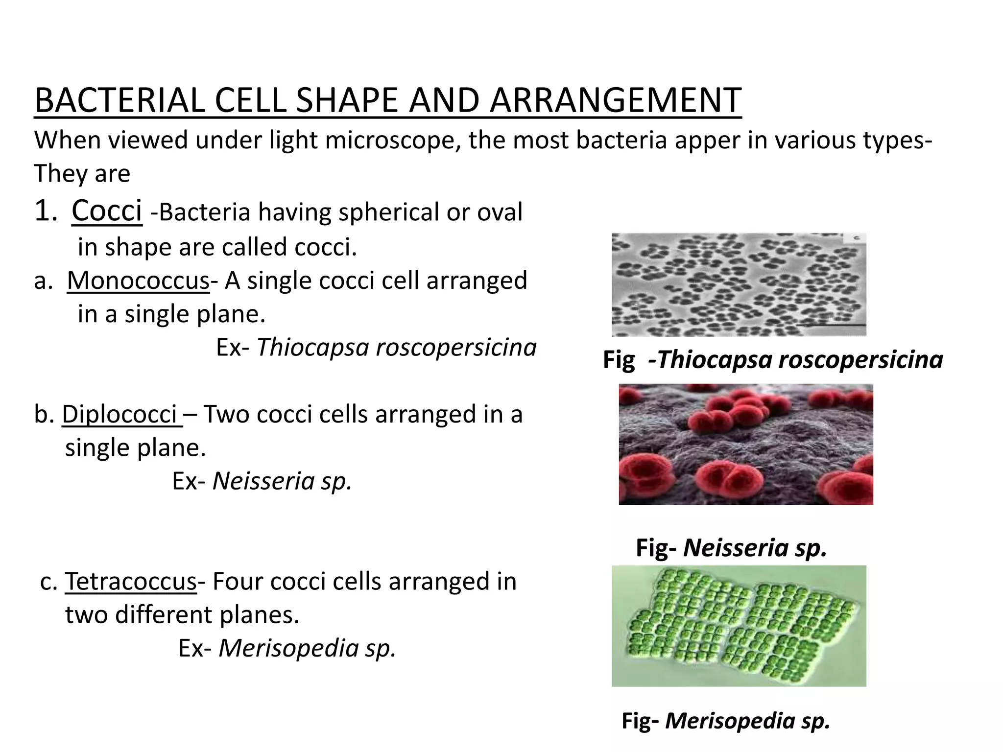 Cell Size, Shape And Arrangement | PPTX