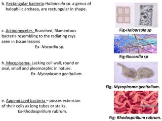 Cell Size, Shape And Arrangement | PPTX