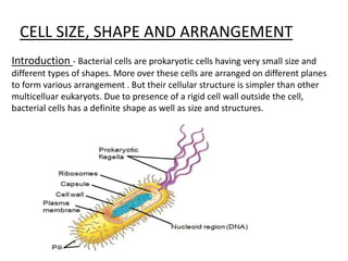 Cell Size, Shape And Arrangement | PPTX