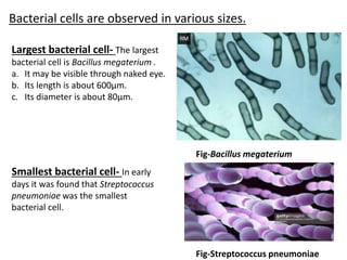 Cell Size, Shape And Arrangement | PPTX
