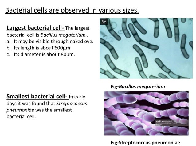Cell Size, Shape And Arrangement | PPTX | Biological Sciences | Science