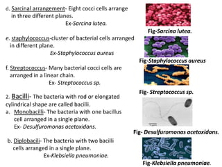 Cell Size, Shape And Arrangement | PPTX
