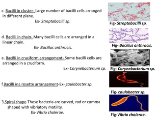 Cell Size, Shape And Arrangement | PPTX