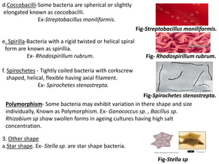 Coccobacillus Shape