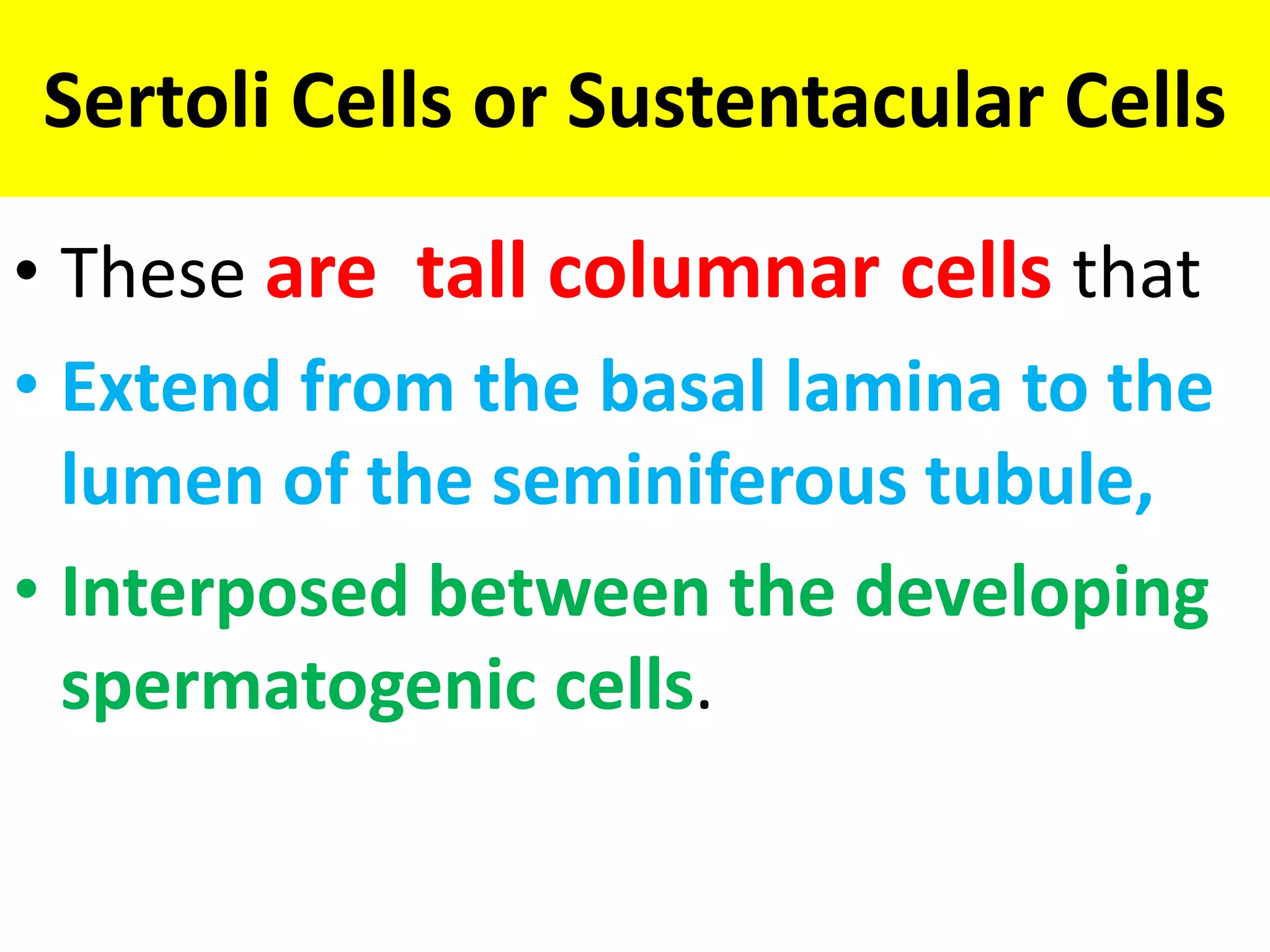 Seminiferous tubules | PPTX