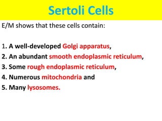 Seminiferous tubules | PPTX