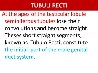 Seminiferous tubules | PPTX