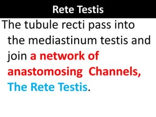 Seminiferous tubules | PPTX