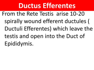 Seminiferous tubules | PPTX
