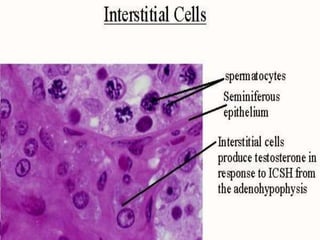 Interstitial Cells Histology