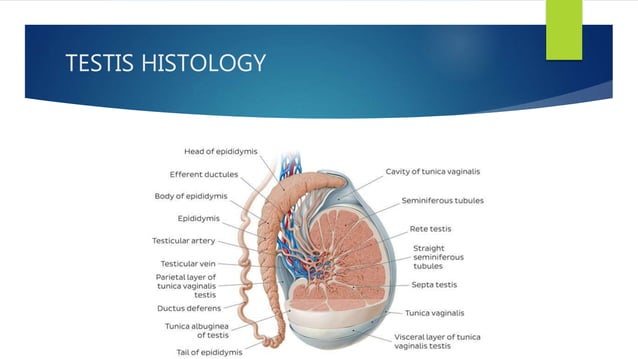 Testicular tumors-germ cell tumor-seminoma | PPT