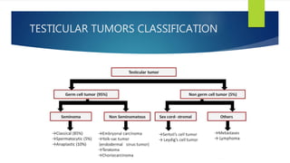 Testicular tumors-germ cell tumor-seminoma | PPT