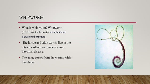 Deworming ppt | PDF | Infectious Diseases | Diseases and Conditions