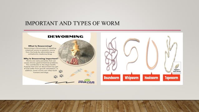Deworming ppt | PDF | Infectious Diseases | Diseases and Conditions