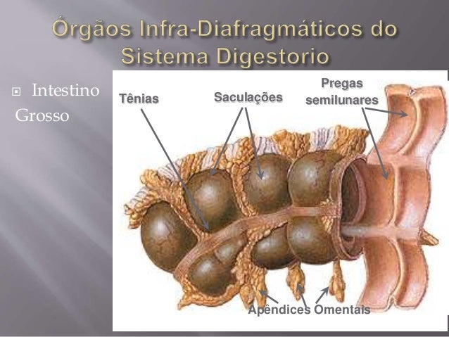Órgãos infra diafragmáticos do sistema digestório