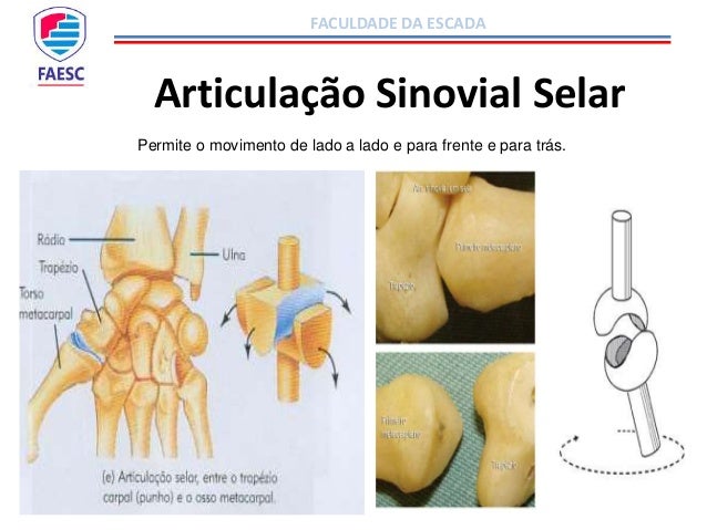 Bioquímica Articular, Articulações e Pele