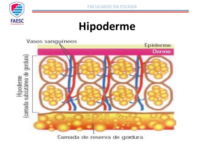 Bioquímica Articular, Articulações e Pele