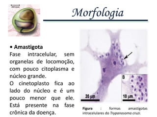Doença de chagas | PPTX